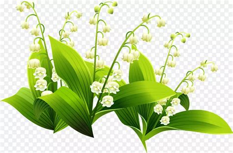 Png Png
