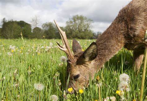 Le Chevreuil Fédération Des Chasseurs Du Doubs