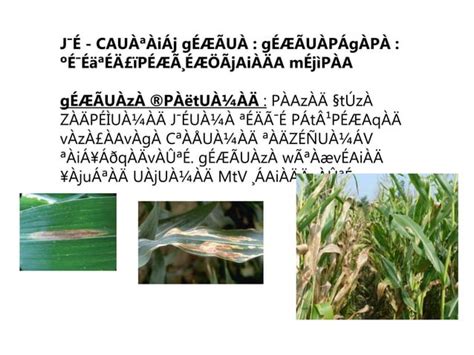 Ppt Maize Pptx