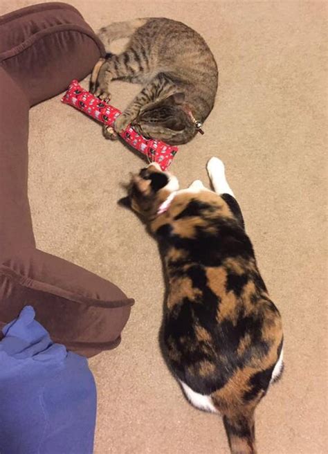 Catnip Toy Kitty Cat Catnip Kick Sticks Etsy