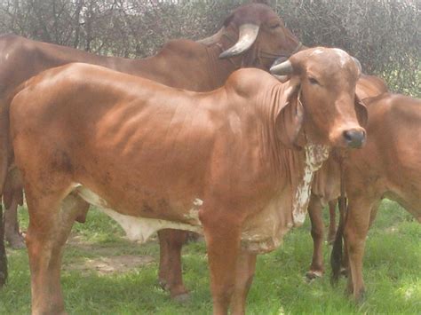 Gir Cow Location