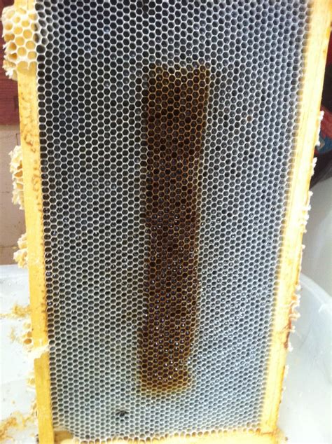 Reusing Brood Frames Beekeeping Basics Flow Forum