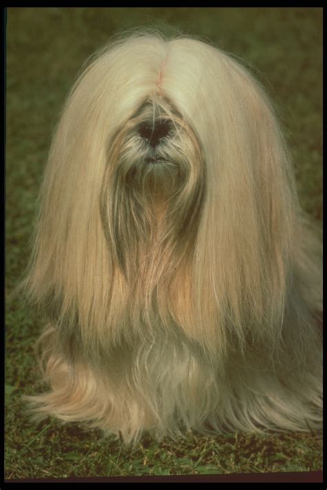 Собака с шерстью на глазах 60 фото картинки Sobakovod Club