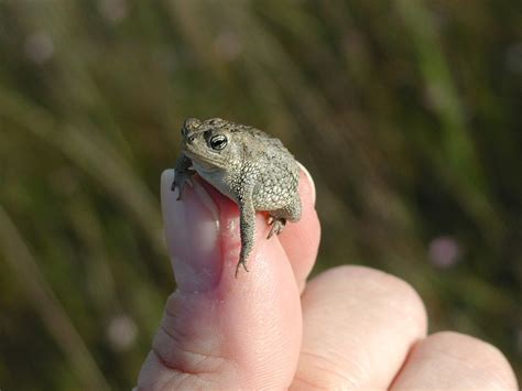 The Oak Toad Anaxyrus Quercicus This Toad Is Considered To Be The