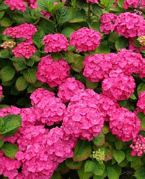 Гортензия Фазан (Fasan) | Hydrangea macrophylla, Planter hortensia, Arbuste