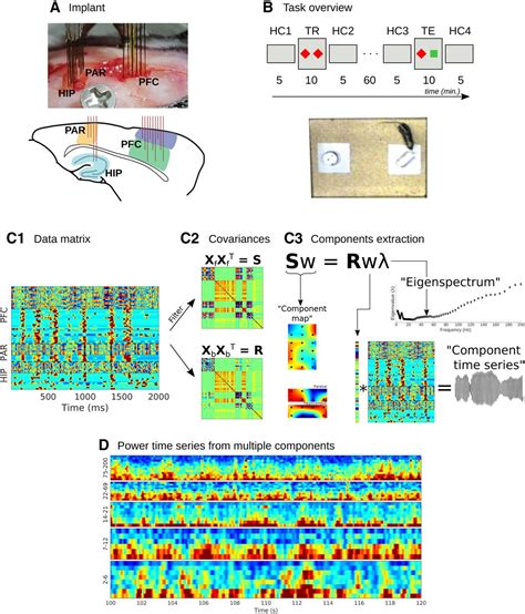 Parietal Cortex Mouse