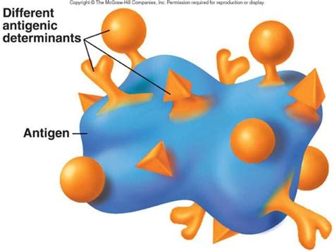 B Cell Mast Cell Plasma Membrane Cell Membrane Red Bone Marrow