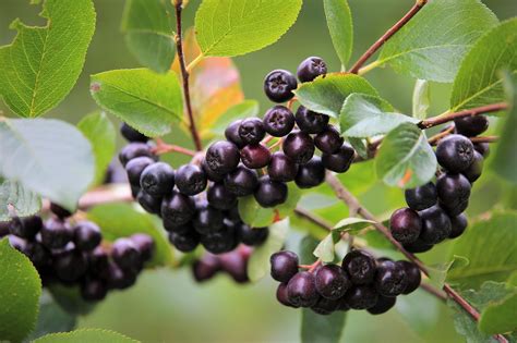 Aronia Berries Black Chokeberry Free Photo On Pixabay Pixabay
