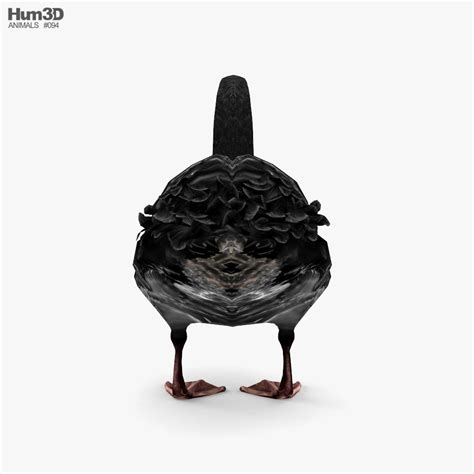 Black Swan Low Poly Rigged Animated 3d Model Download Birds On