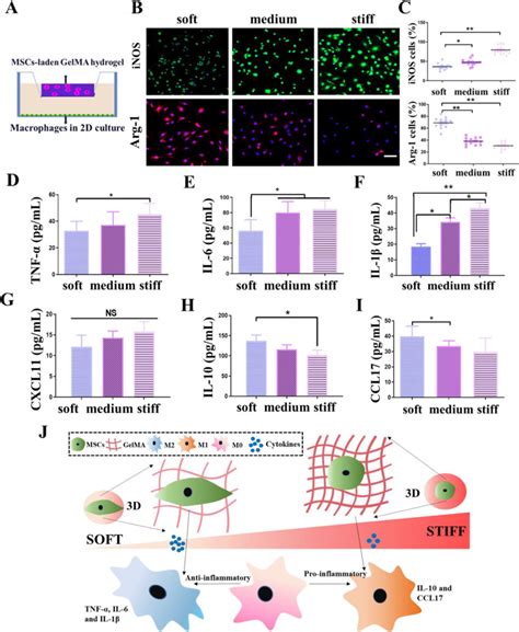 The Immunomodulatory Effects Of Mscs In Gelma Matrices Of Different
