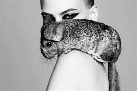 How Big Do Chinchillas Get Shocking Details