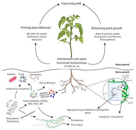 Deciphering Trichoderma Plant Pathogen Interactions For Better