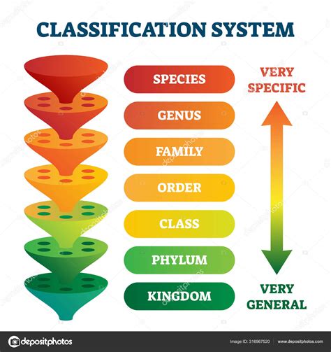 Classification System Vector Illustration Labeled Taxonomic Rank Scheme Stock Vector Image By