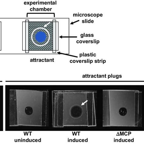 Agarose Plug Assay A Diagrammatic Representation Of An Agarose Plug