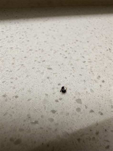 Bud Bug Flee Or Something Else R Bugidentification