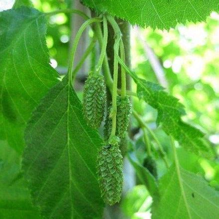 Alnus Viridis Ssp Sinuata Sitka Alder Symbiop Garden Shop