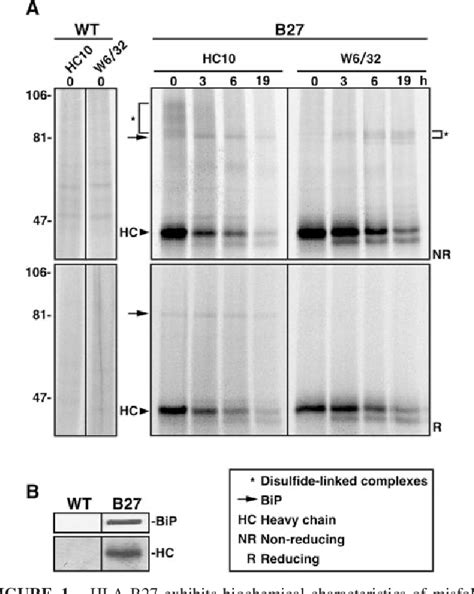 HLA B27 Bld Donr Ql Semantic Scholar