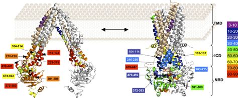 Hdx Of Peptides Using Bmra 3d Models 3d Models Of Bmra In The Open Download Scientific Diagram