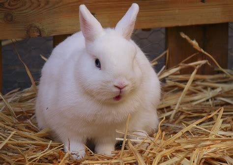 Animales Conejo Granja · Foto Gratis En Pixabay