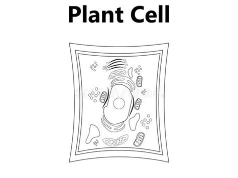 Plant Cell Structure Anatomy Infographic Diagram With Parts Flat Vector Illustration Stock