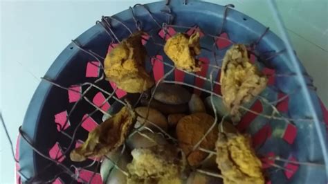 ความเชื่อเรื่องของ รกแมว Youtube