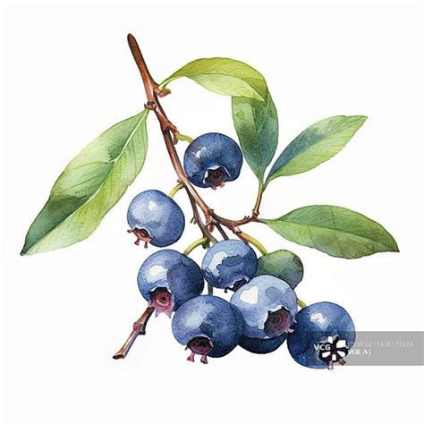 【ai数字艺术】手绘水彩风格蓝莓插画图片素材 花瓣网