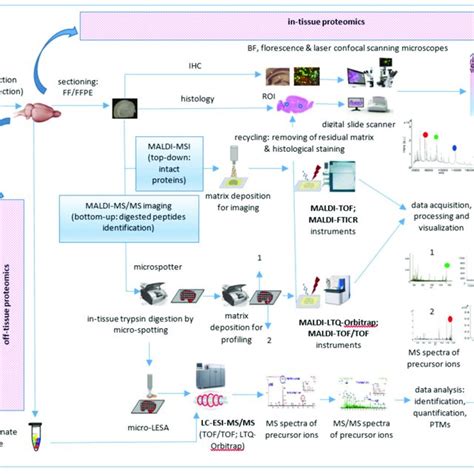 Maldi Msi Molecular Pictures Obtained By Maldi Tandem Mass Spectrometry