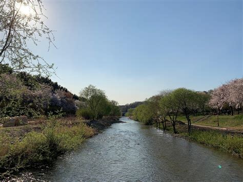 7 Free 벚꽃 윤중로 And 벚꽃 Images Pixabay