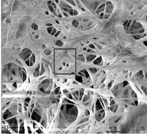 Compound Microbial Preparation As Well As Preparation Method And Application Thereof Eureka