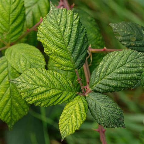 Raspberry Plant Problems