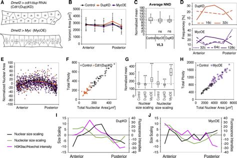 Nuclear Scaling Is Coordinated Among Individual Nuclei In Multinucleated Muscle Fibers