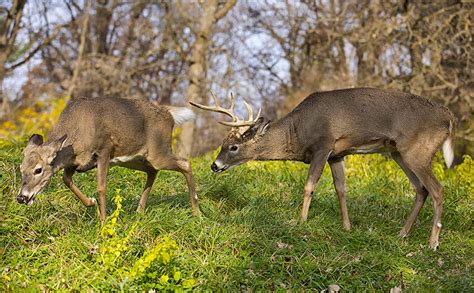 Louisiana Sportsman