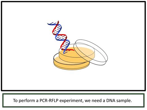Ppt Computer Exercise Design Of Pcr And Pcr Rflp Experiments Powerpoint Presentation Id 7006219