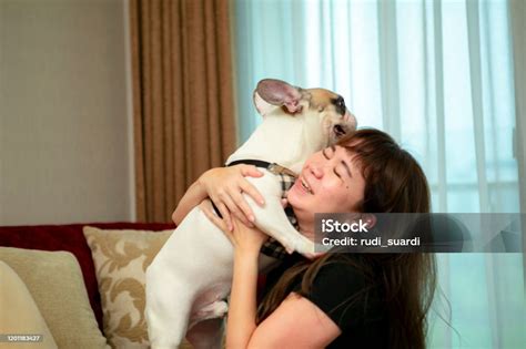 거실에 그녀의 개를 들고 아시아 성인 여자 가정 생활에 대한 스톡 사진 및 기타 이미지 가정 생활 가정의 방 가축 Istock