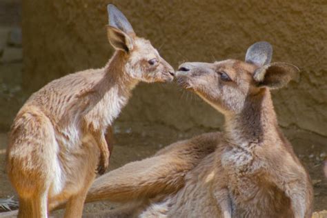 910개 이상의 서부회색캥거루 이미지 스톡 사진 그림 및 Royalty Free 이미지 Istock