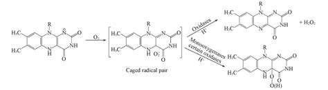 摇 Reaction Pathways Of Superoxide And Flavin Semiquinone Radical Pair Download Scientific