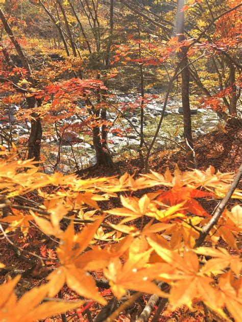 長野県大町市高瀬渓谷の紅葉を撮影 長野県 映像制作番組ロケ依頼ドローン撮影はミヤテック