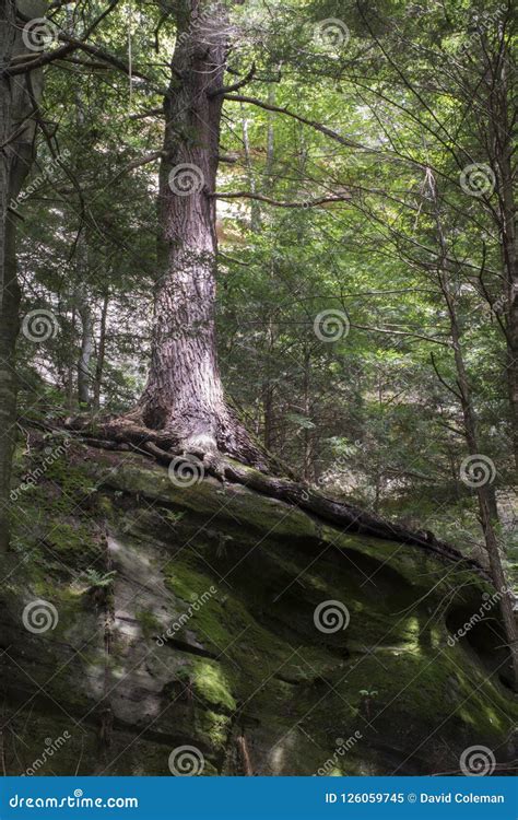 Large Tree Growing On Boulder Stock Image Image Of Hills Area