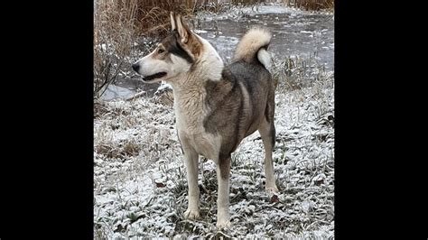 Как взять в аренду сельхоз землю Или как все начиналось Youtube