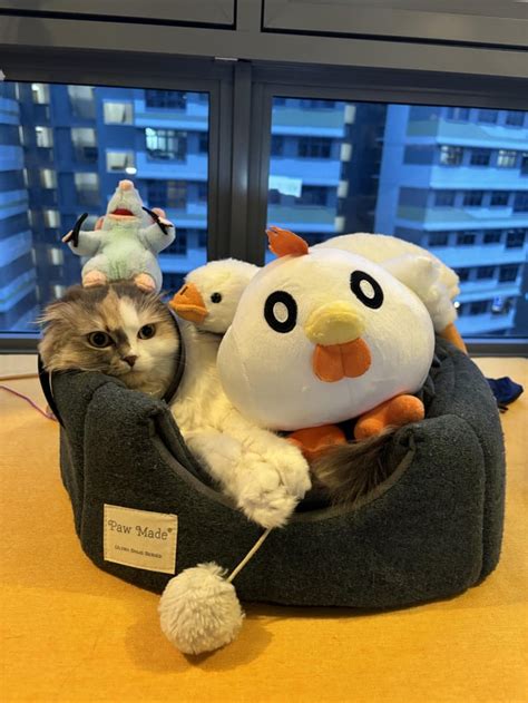 My Irl Pal Helping Me Subdue Chikipi Rpalworld