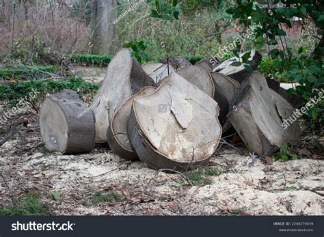 Trunk Tree Cut Into Slices Same Stock Photo 2240270459 Shutterstock
