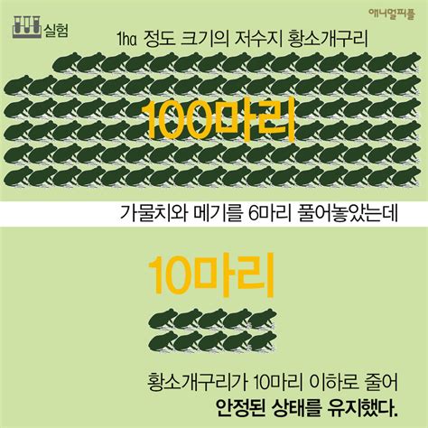 [카드뉴스] 황소개구리가 ‘맛 없는 이유 생태와진화 생태와진화 애니멀피플 뉴스