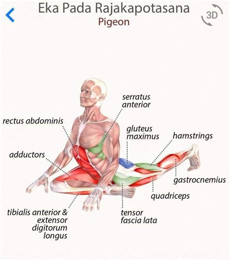 Ekavpadz Rajakoptassna Pigeon Yoga Anatomy Yoga Muscles Yoga