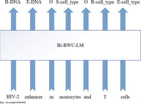 Figure 1 From Biomedical Named Entity Recognition Based On Multi Cross Attention Feature Fusion