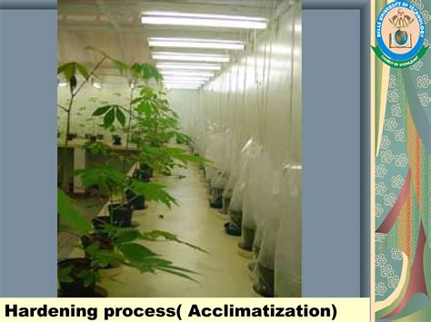 Plant Tissue Culture Methods And Applications Ppt Plant Tissue Culture Methods And Applications Ppt