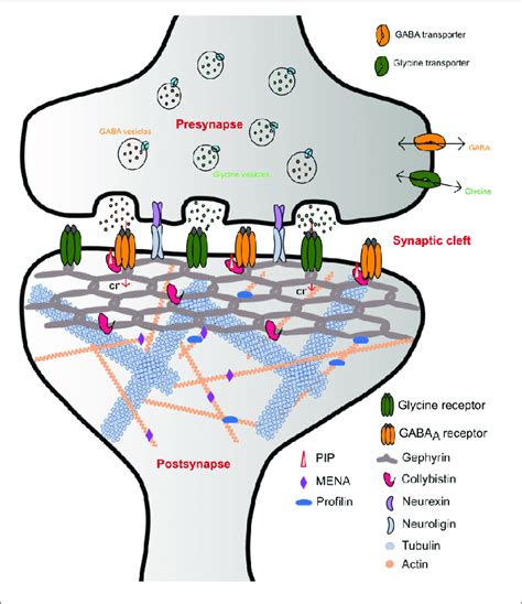 Schematic Representation Of Inhibitory Synaptic Specializations Download Scientific Diagram