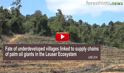 Video Fate Of Underdeveloped Villages Linked To Supply Chains Of Palm