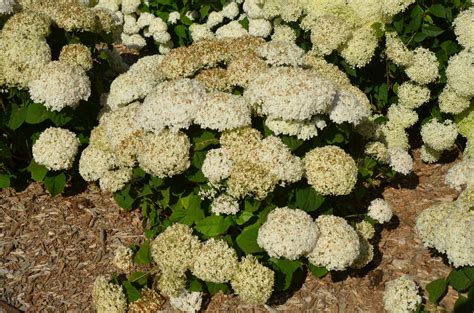 Hydrangea Arborescens Species Complex Cultivars Nz Trees And Shrubs
