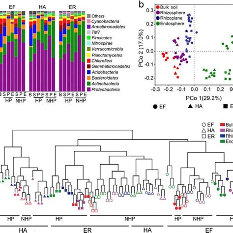 Sedum Alfredii Root Associated Microbiomes Separate By Compartment And