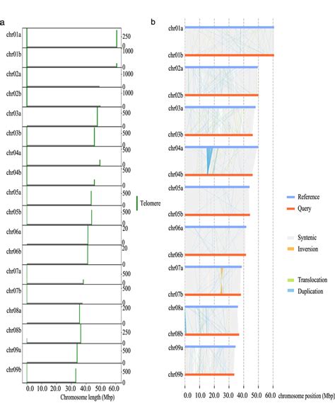 Telomere Distribution A And Comparation Of Genome Structure Between Download Scientific